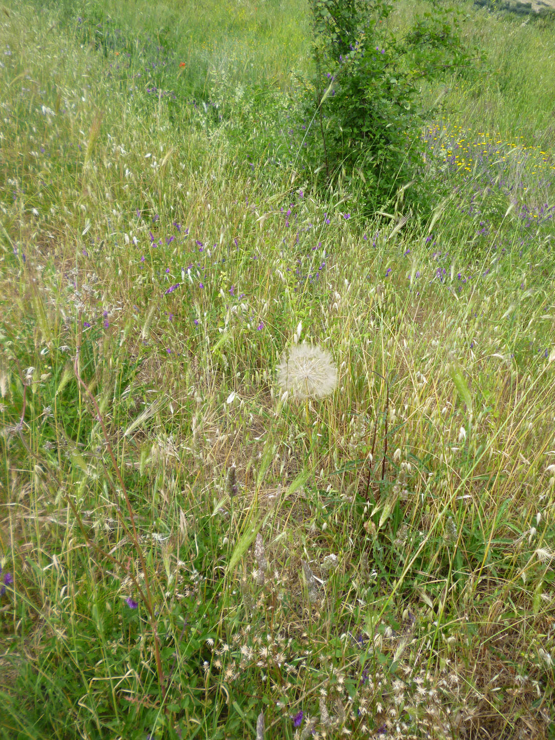 Aviary Plants - Queensland Finch Society