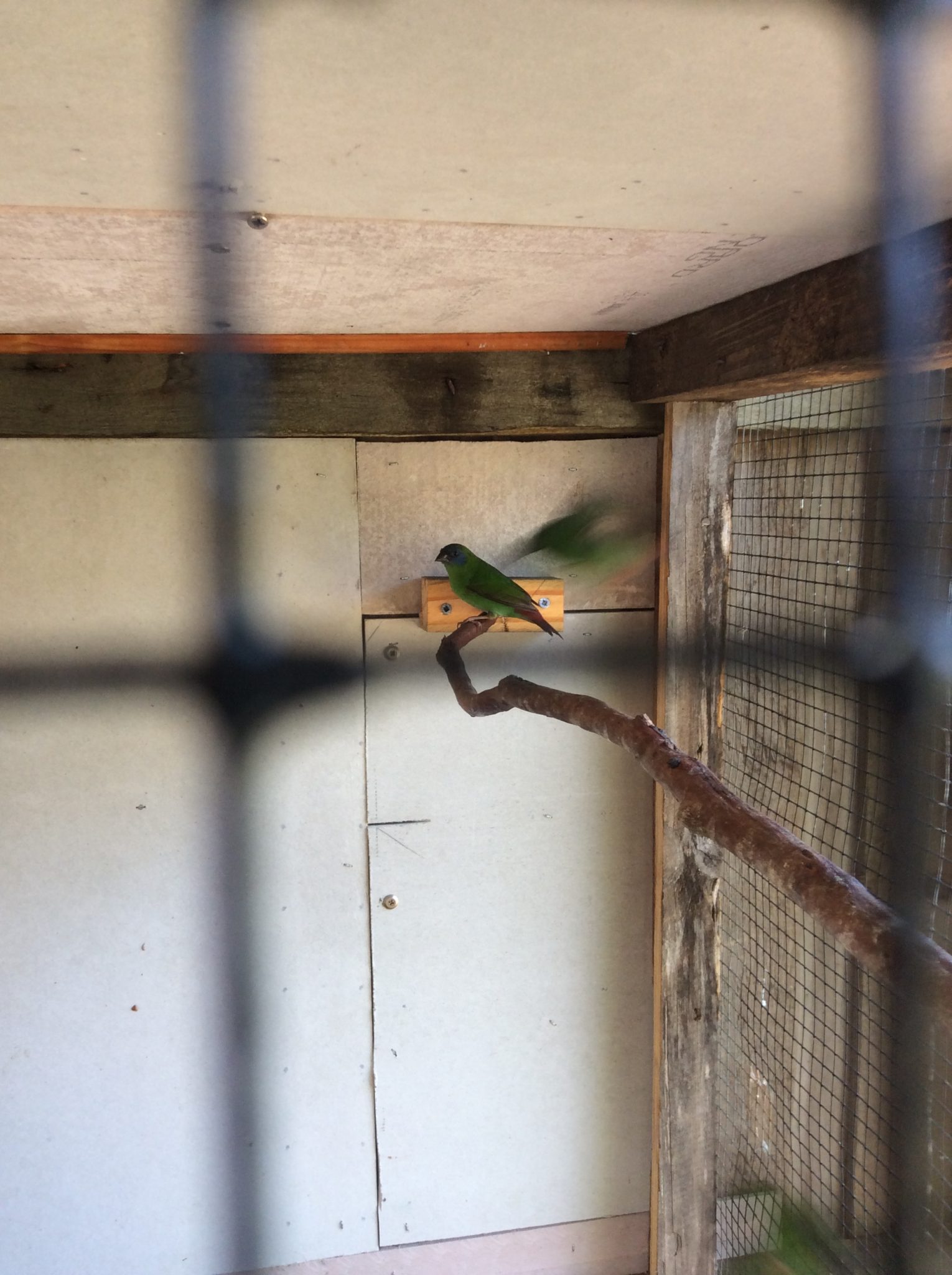 Blue Faced Parrot Finches - Queensland Finch Society