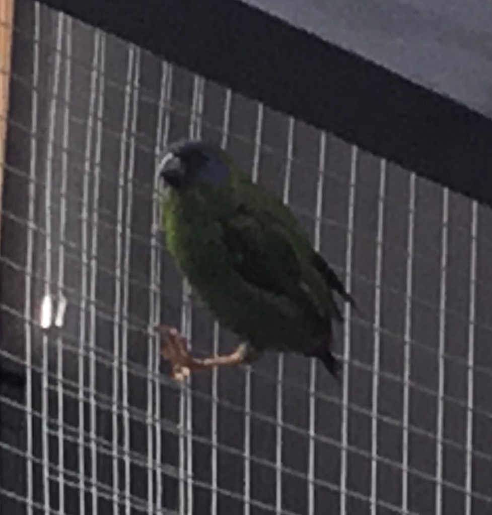 Blue-Faced Parrot Finch Hen - Queensland Finch Society