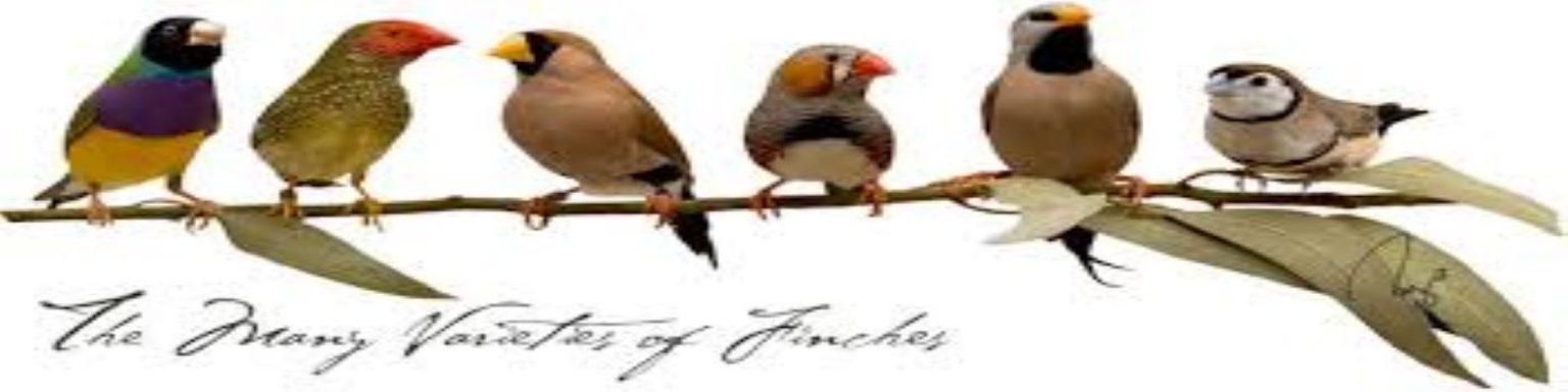 Finch Nesting Swamp Grass - Queensland Finch Society