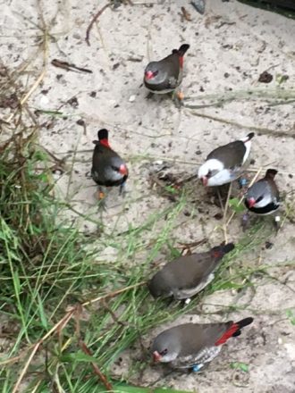 Diamond Firetail - Queensland Finch Society